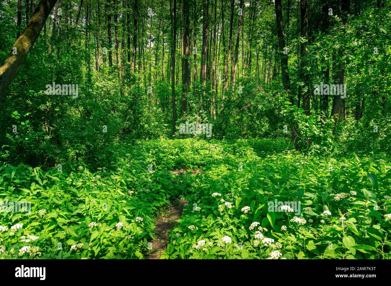 Beautiful summer forest with wild flowers and tall trees Stock Photo ...