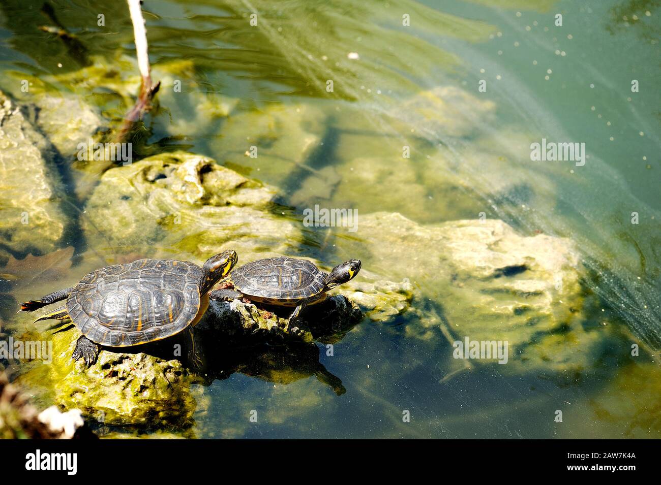 Small turtles in terrarium, turtle family on the rock Stock Photo - Alamy