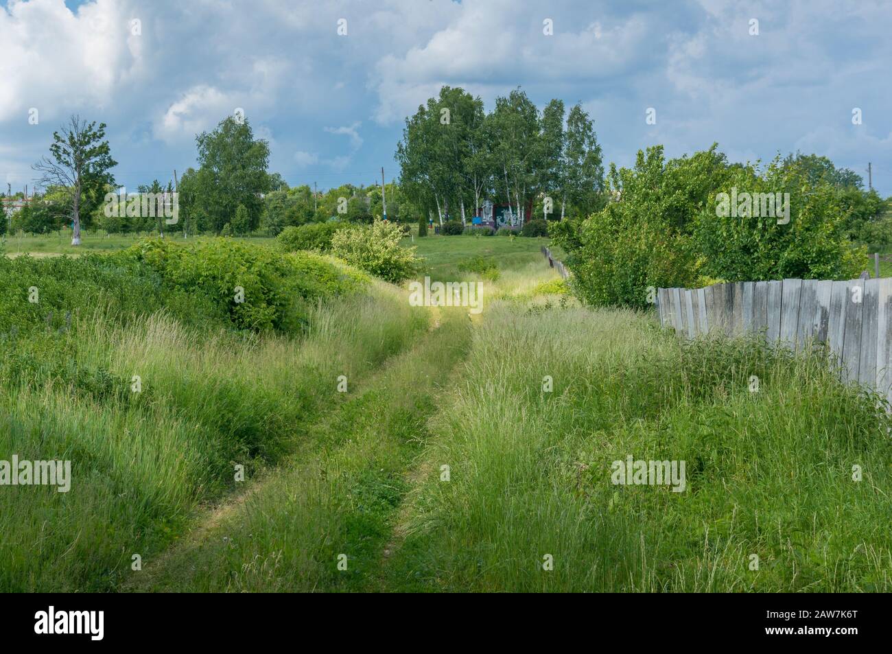 Village path, road in long green grass. Countryside scene nature ...