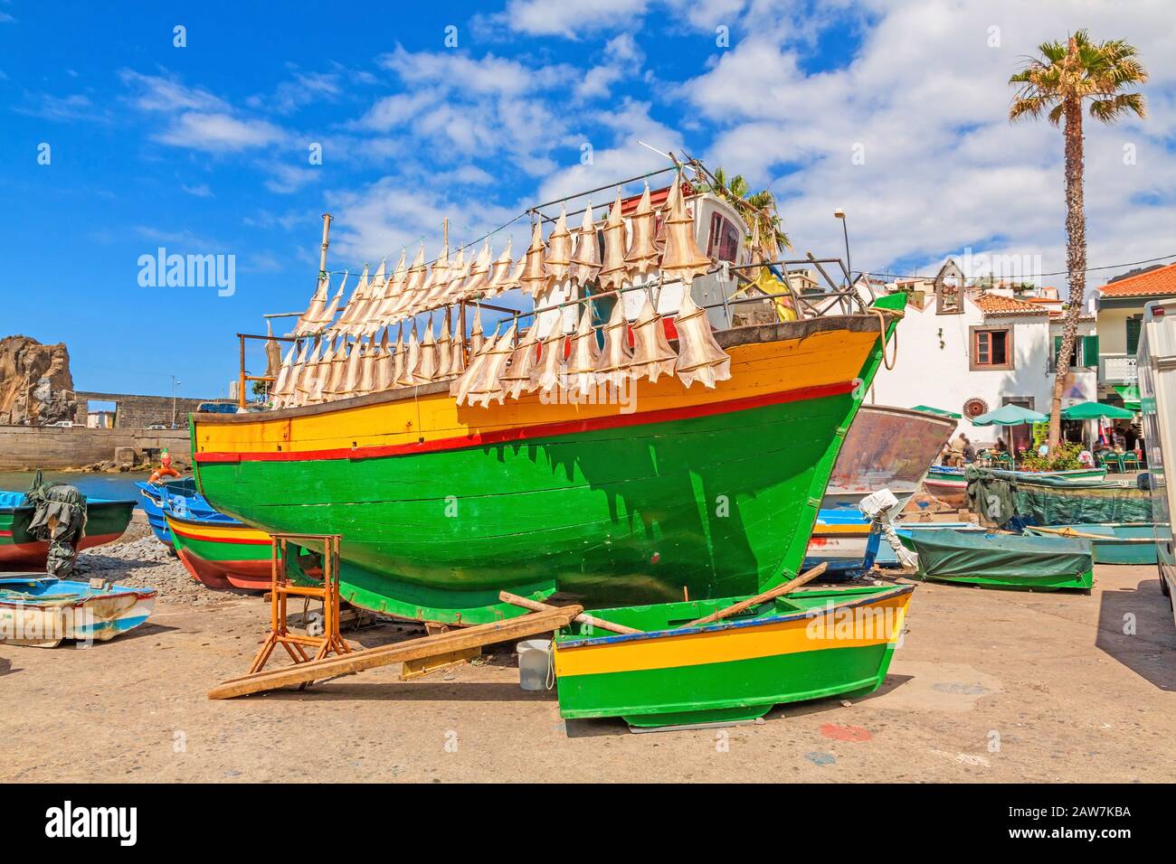 Cat shark drying at colorful fishing boat in port of Camara de Lobos ...