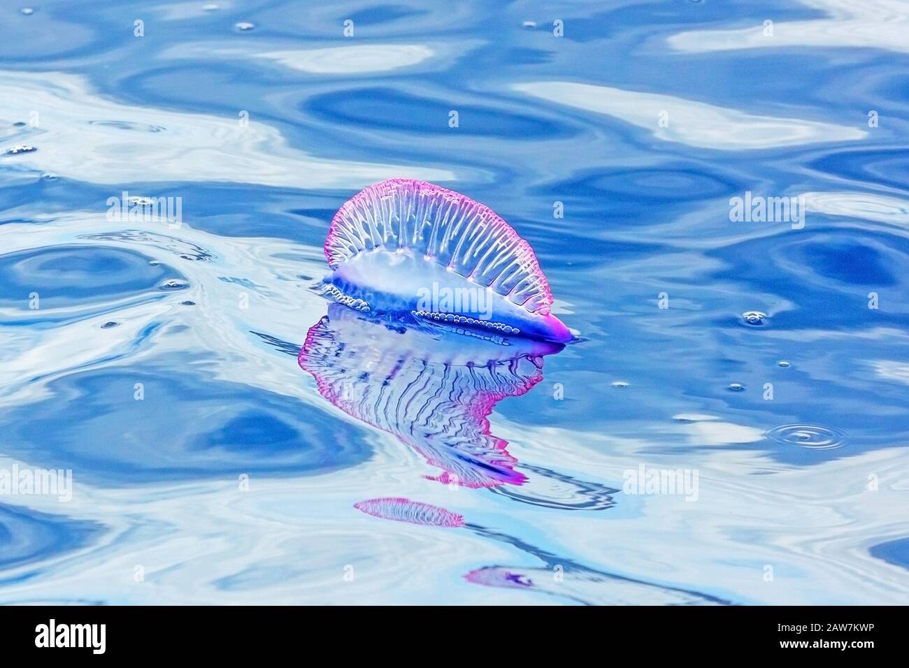 Portuguese Man O' War - Physalia physalis - at the surface of the ...