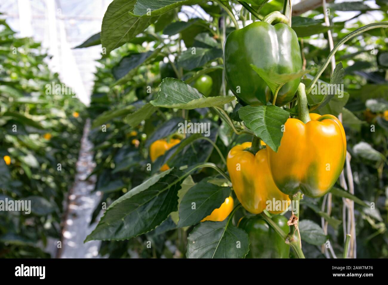 Mature yellow and green peppers in a greenhouse ready to be harvested ...