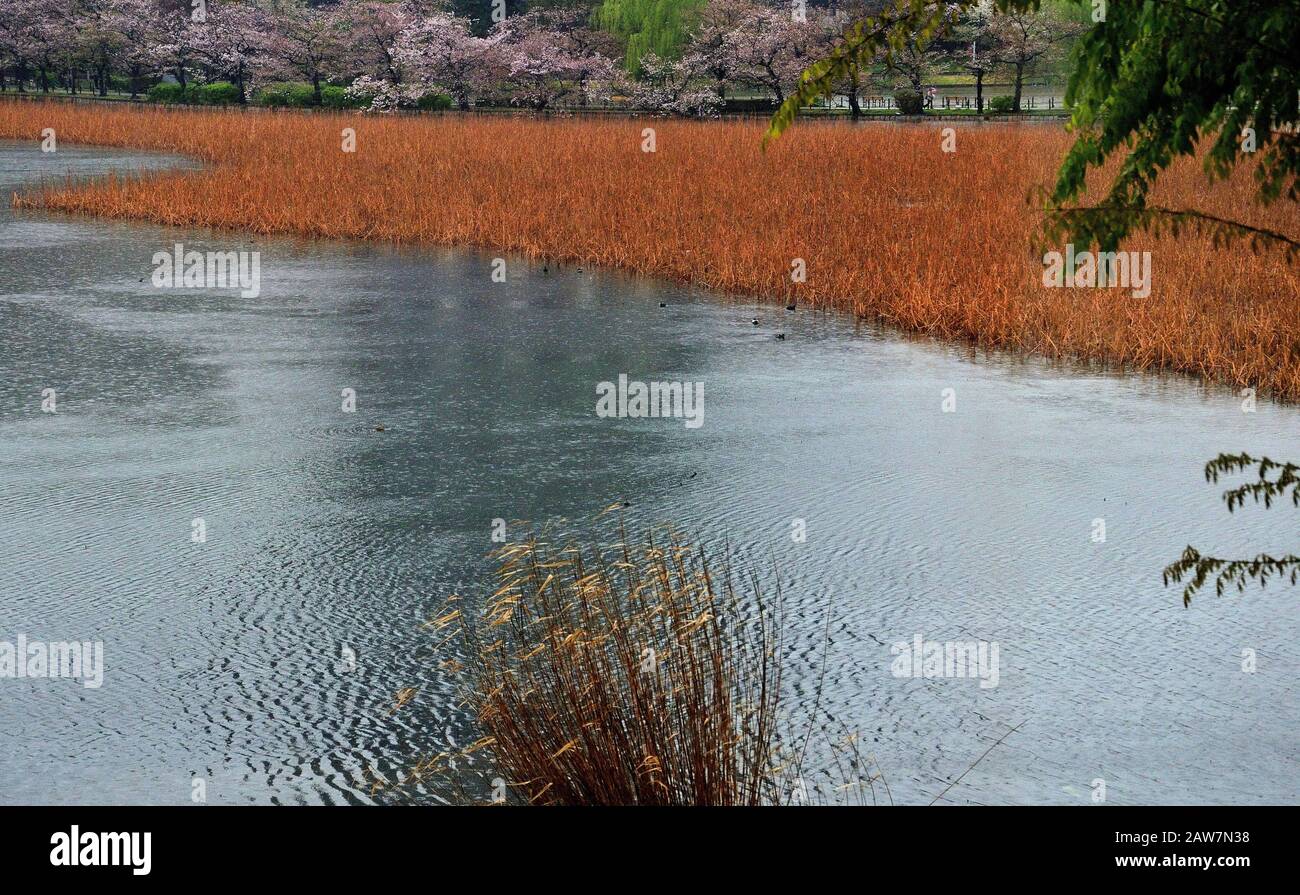 Rainy day in spring orange hi-res stock photography and images - Alamy
