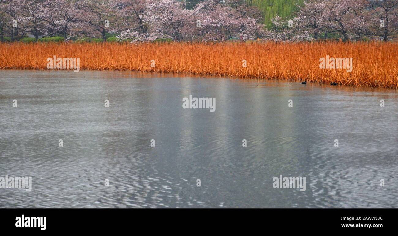 Rain cherry trees hi-res stock photography and images - Alamy