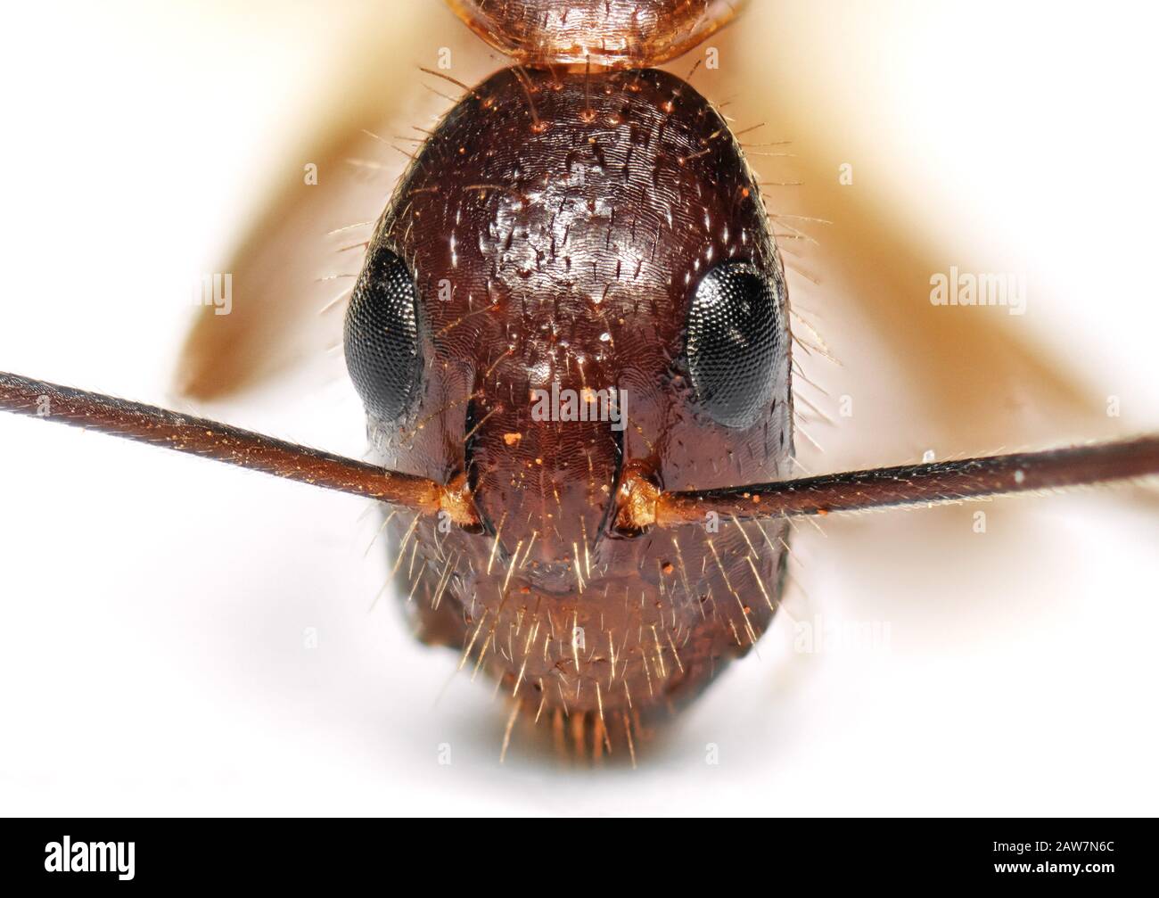 Macro Photography of Face of Tiny Ant Isolated on Background Stock ...