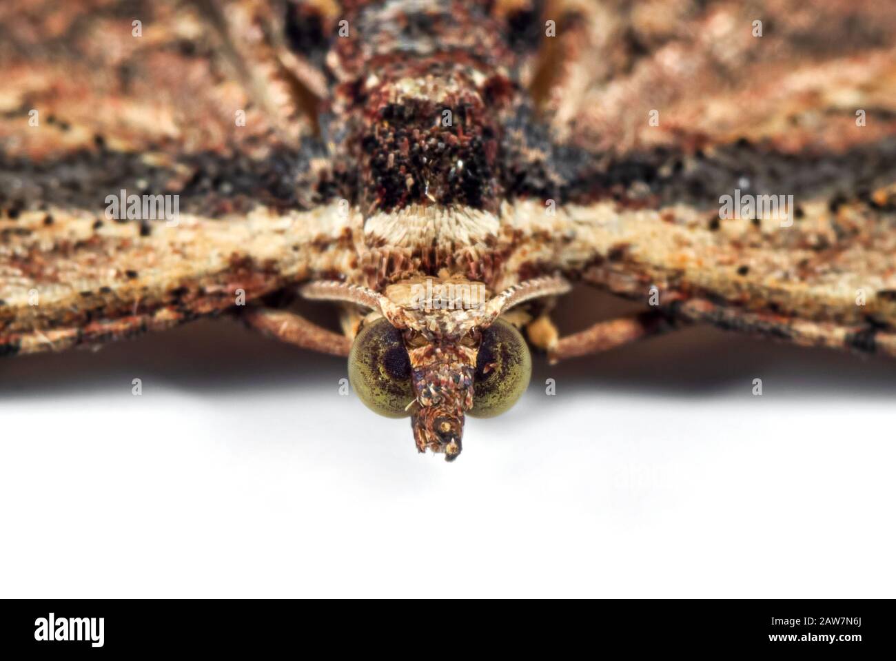 Macro Photography of Little Moth Isolated on White Floor Stock Photo ...