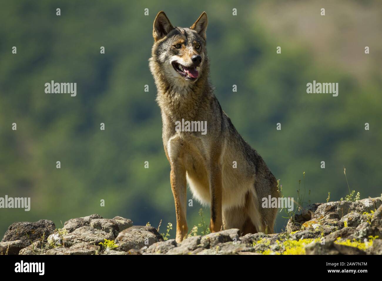 Grey wolf standing on rocks hi-res stock photography and images - Alamy