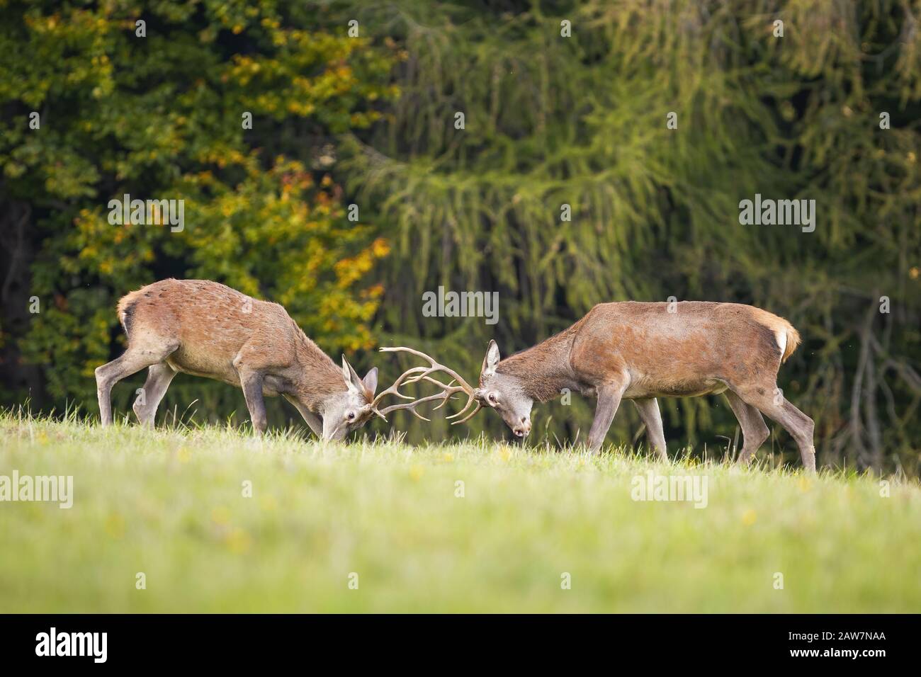 Two young red deer stags fighting in rutting season Stock Photo - Alamy