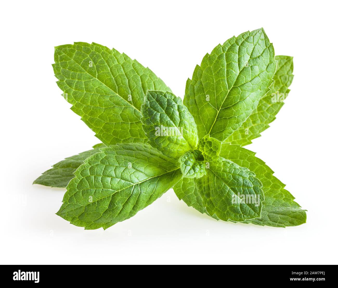 Fresh melissa leaves isolated on white background Stock Photo - Alamy