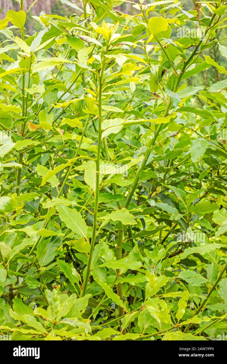 Laurel - wild growing on the island of Madeira, Portugal Stock Photo ...