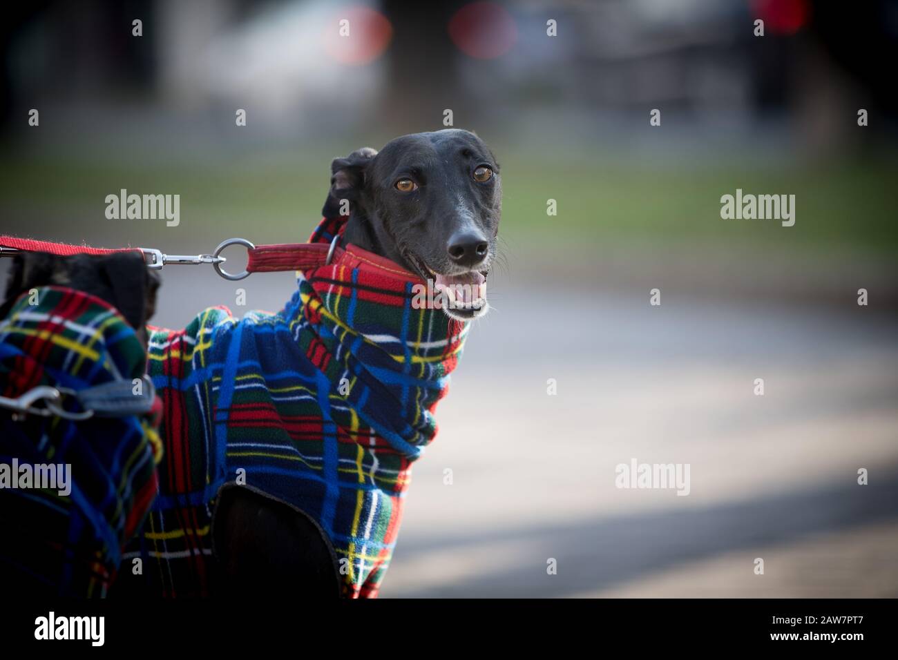 Funny activity hi-res stock photography and images - Alamy