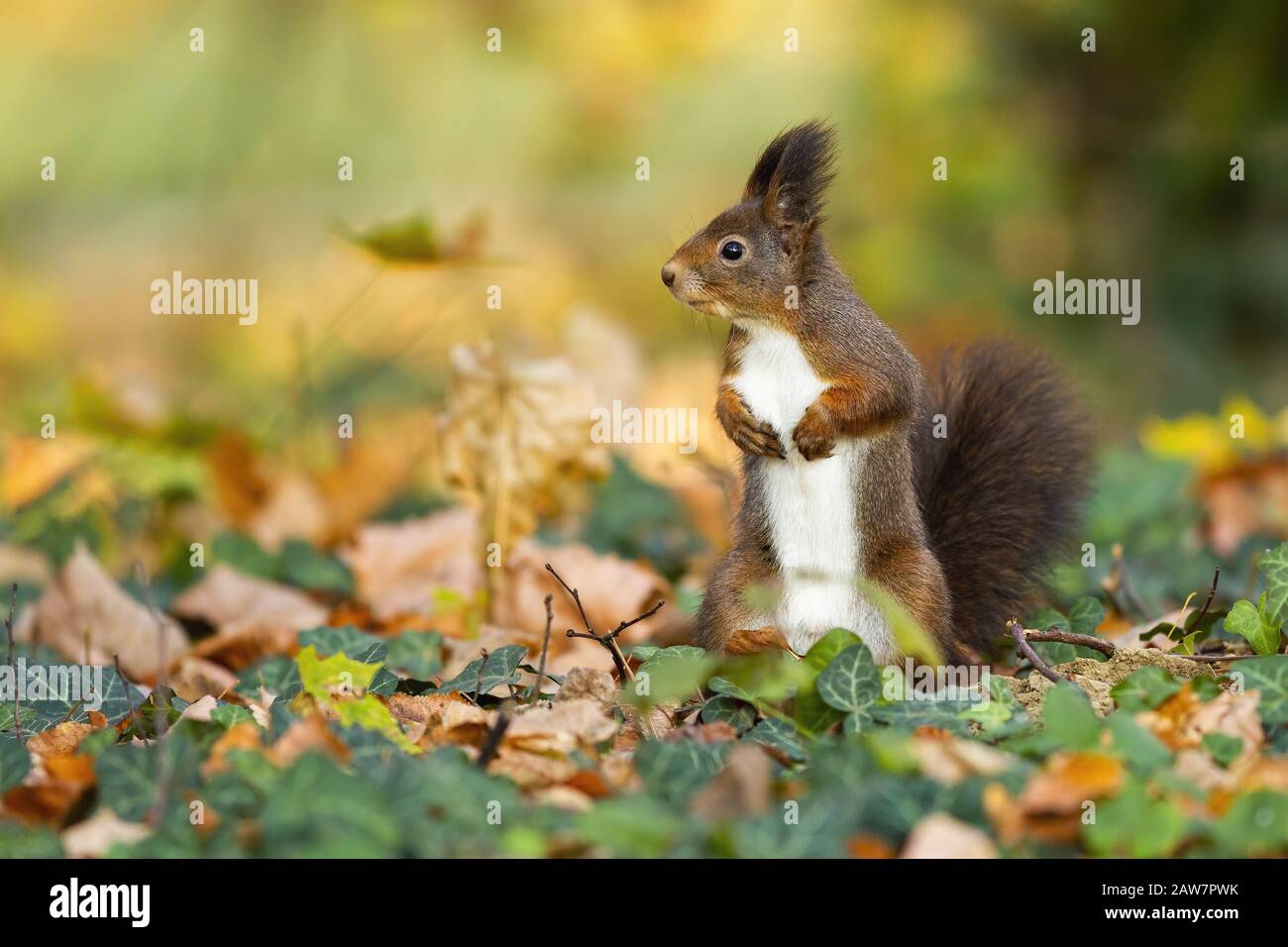 Exploring squirrel hi-res stock photography and images - Alamy