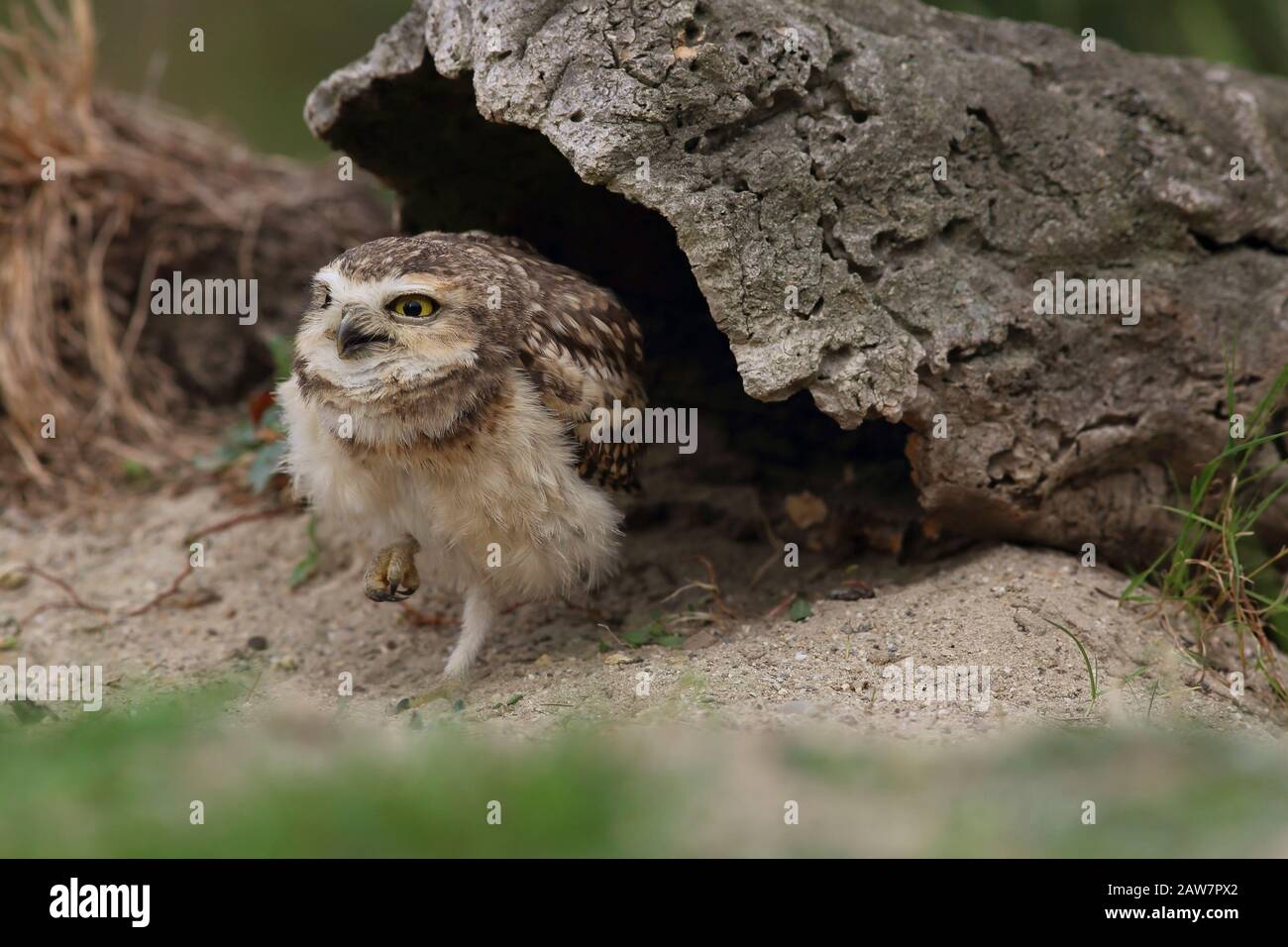 Burrowing Owl Hissing a Warning in front of Burrow I Stock Photo - Alamy