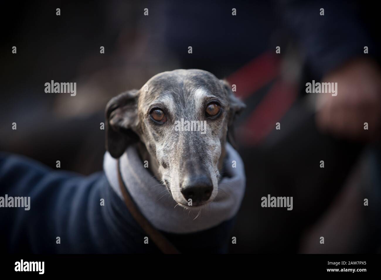 a portrait of a funny greyhound Stock Photo - Alamy