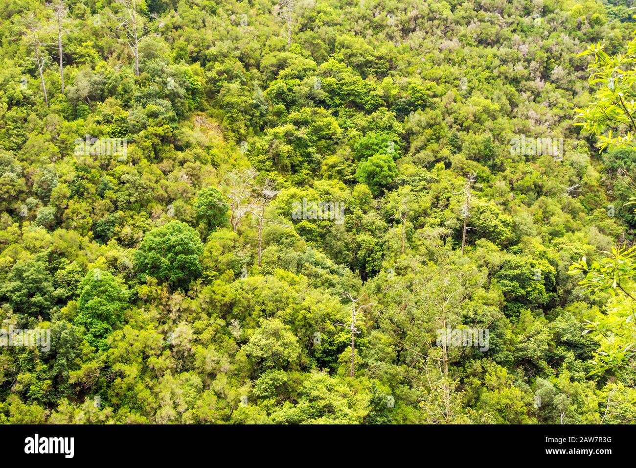 Treetops wallpaper hi-res stock photography and images - Alamy