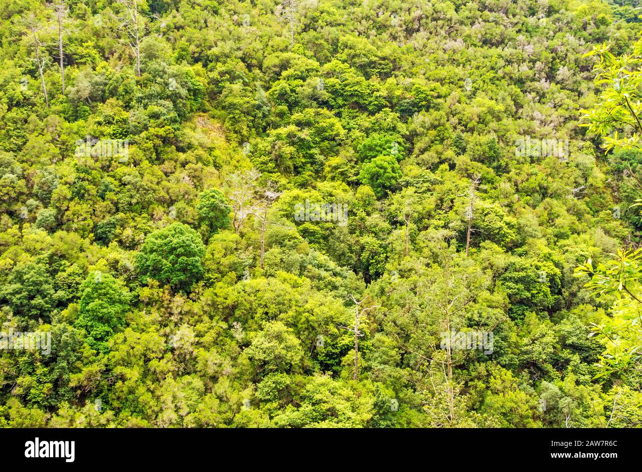 Forest - detail / close-up shot of treetops in tropical forest, from ... Forest - detail / close-up shot of treetops in tropical forest, from ...