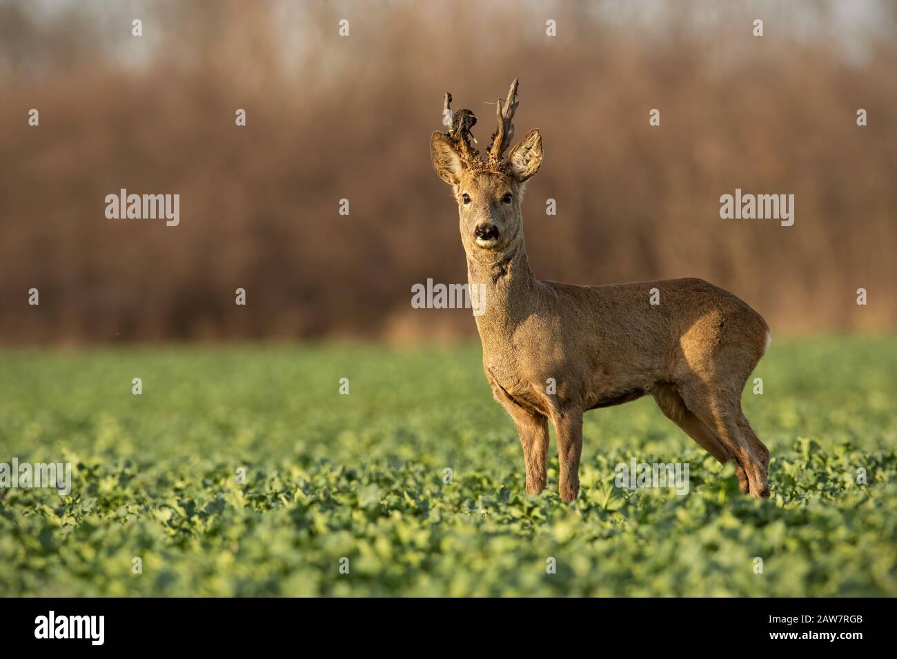 Roe deer stag hi-res stock photography and images - Alamy