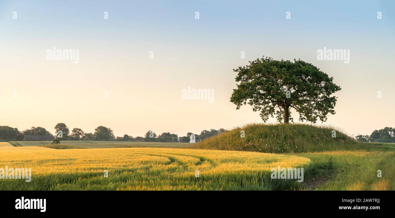 Vast landscape and field of rye with oak-tree on top of an old grave ...