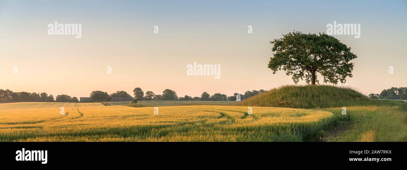 Lone oak tree on hill hi-res stock photography and images - Alamy