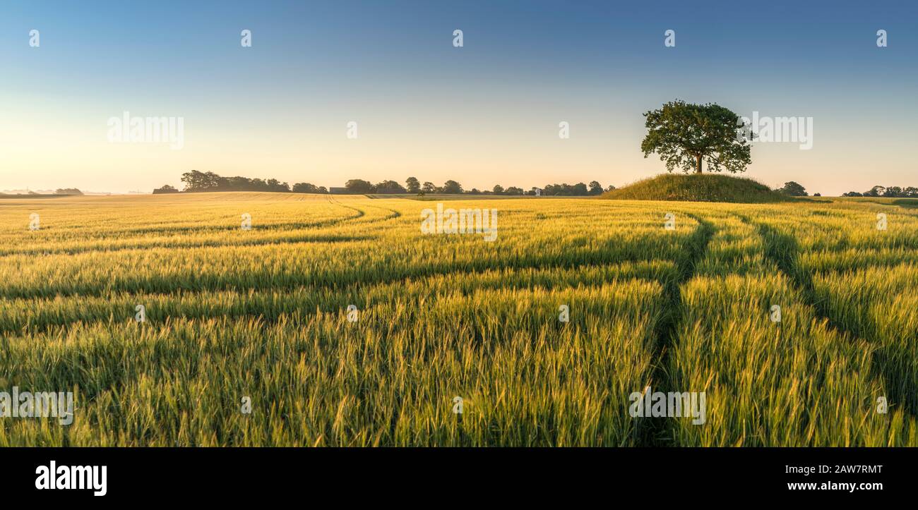Vast landscape and field of rye with oak-tree on top of an old grave ...