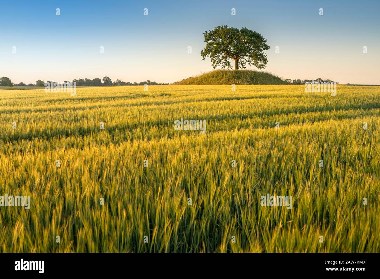 Vast landscape and field of rye with oak-tree on top of an old grave ...