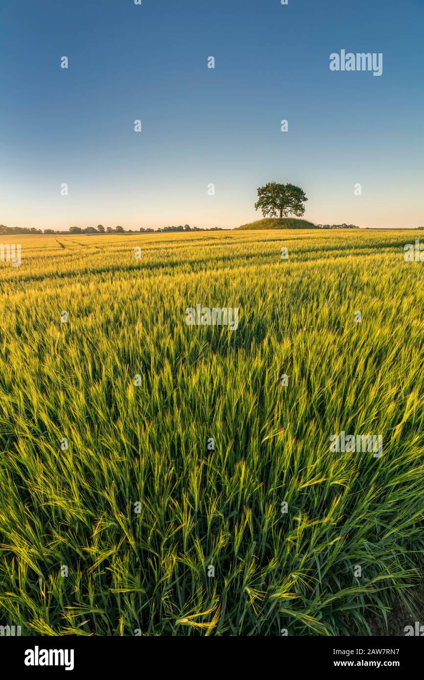 Swedish landscape farm crops hi-res stock photography and images - Alamy