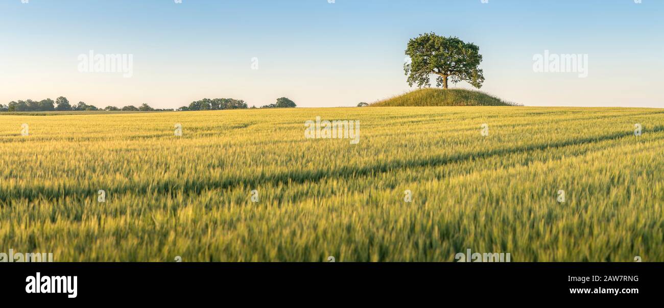 Vast landscape and field of rye with oak-tree on top of an old grave ...