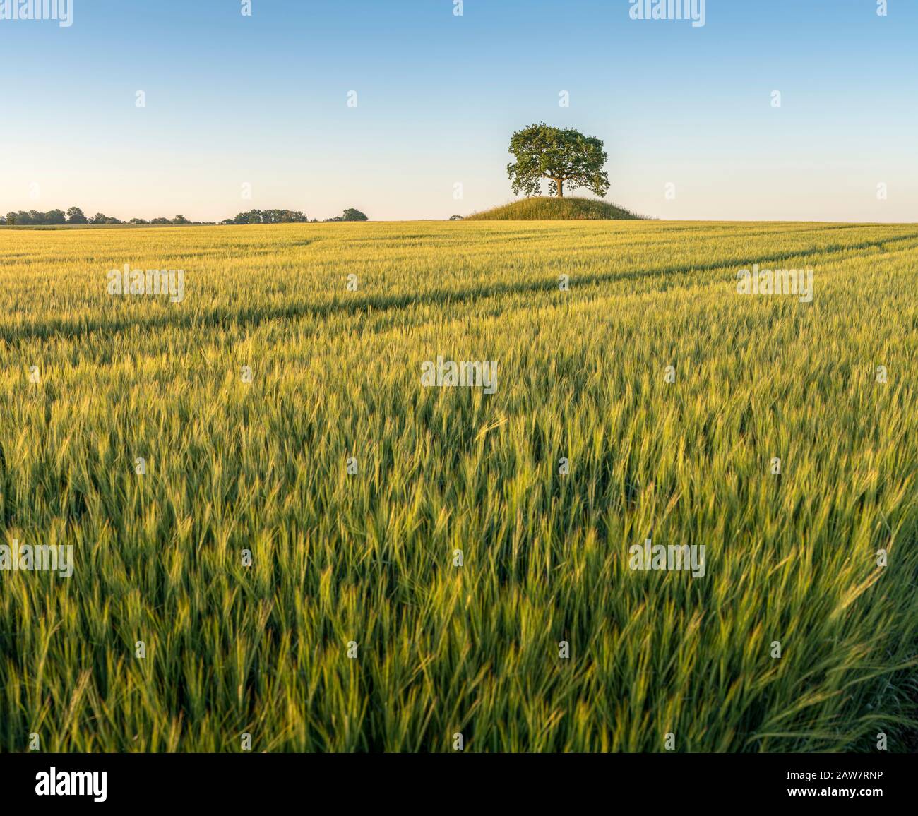 Vast landscape and field of rye with oak-tree on top of an old grave ...