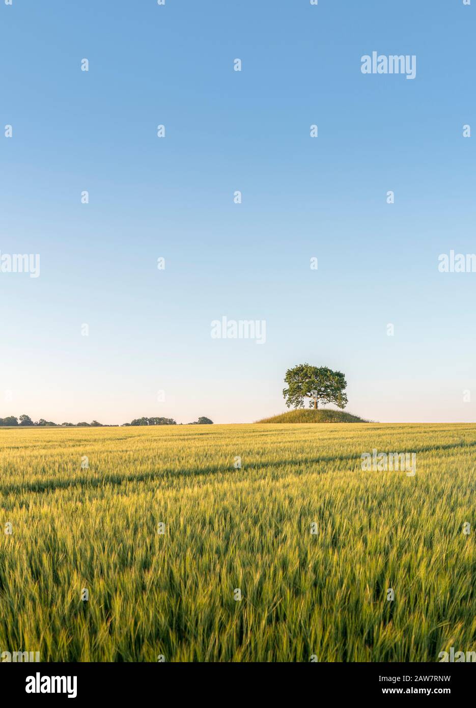 Swedish landscape farm crops hi-res stock photography and images - Alamy
