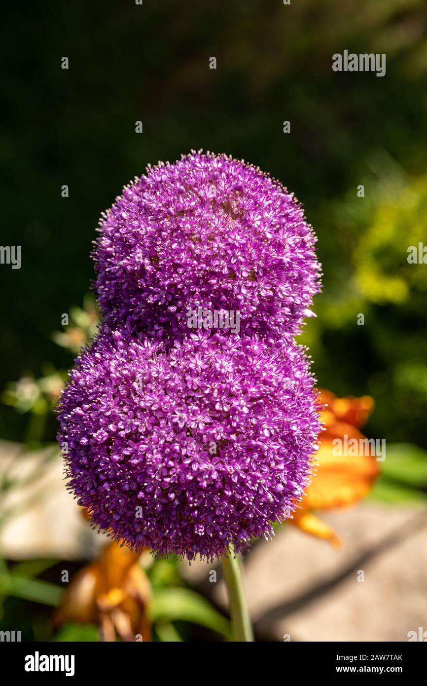 Allium before bloom hi-res stock photography and images - Alamy