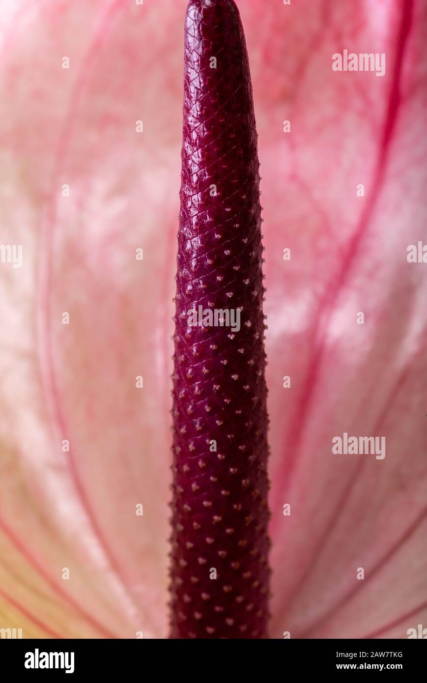 Pink color anthurium Flower in bloom in spring Stock Photo - Alamy