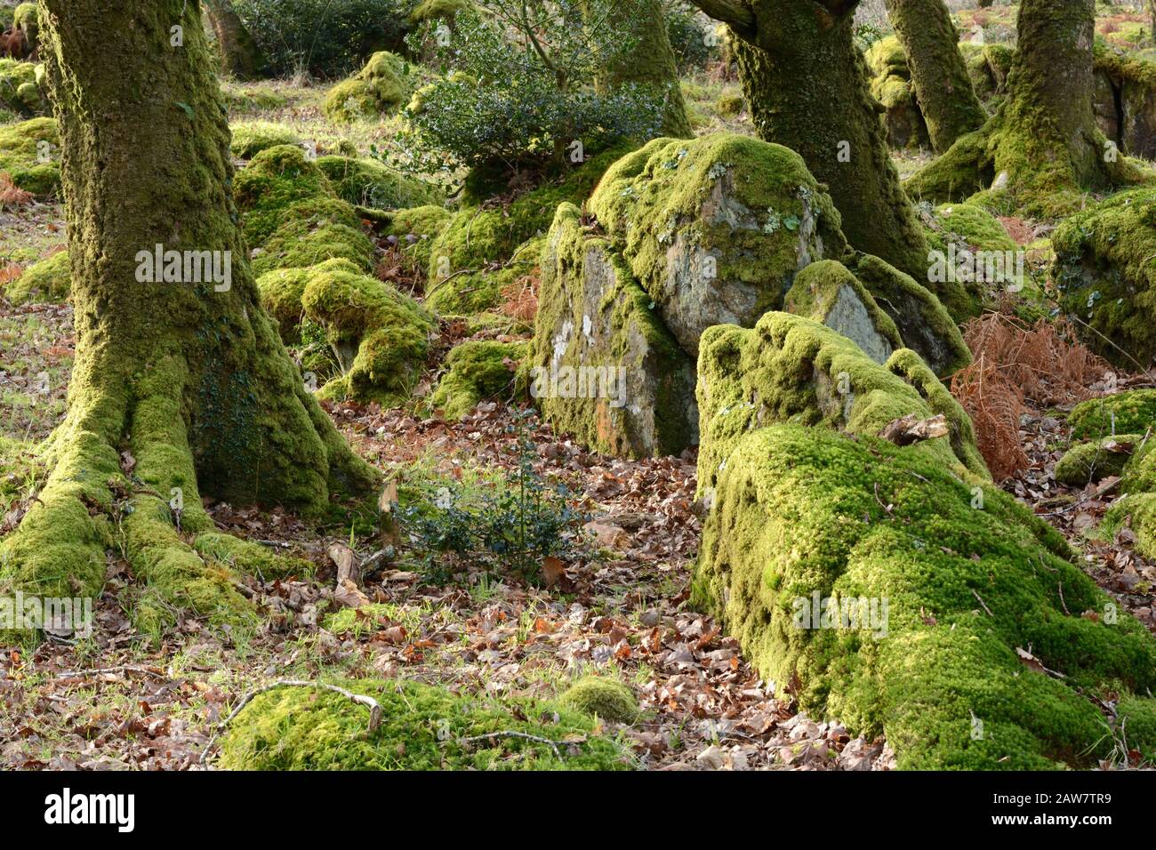 Ty canol national nature reserve hi-res stock photography and images ...
