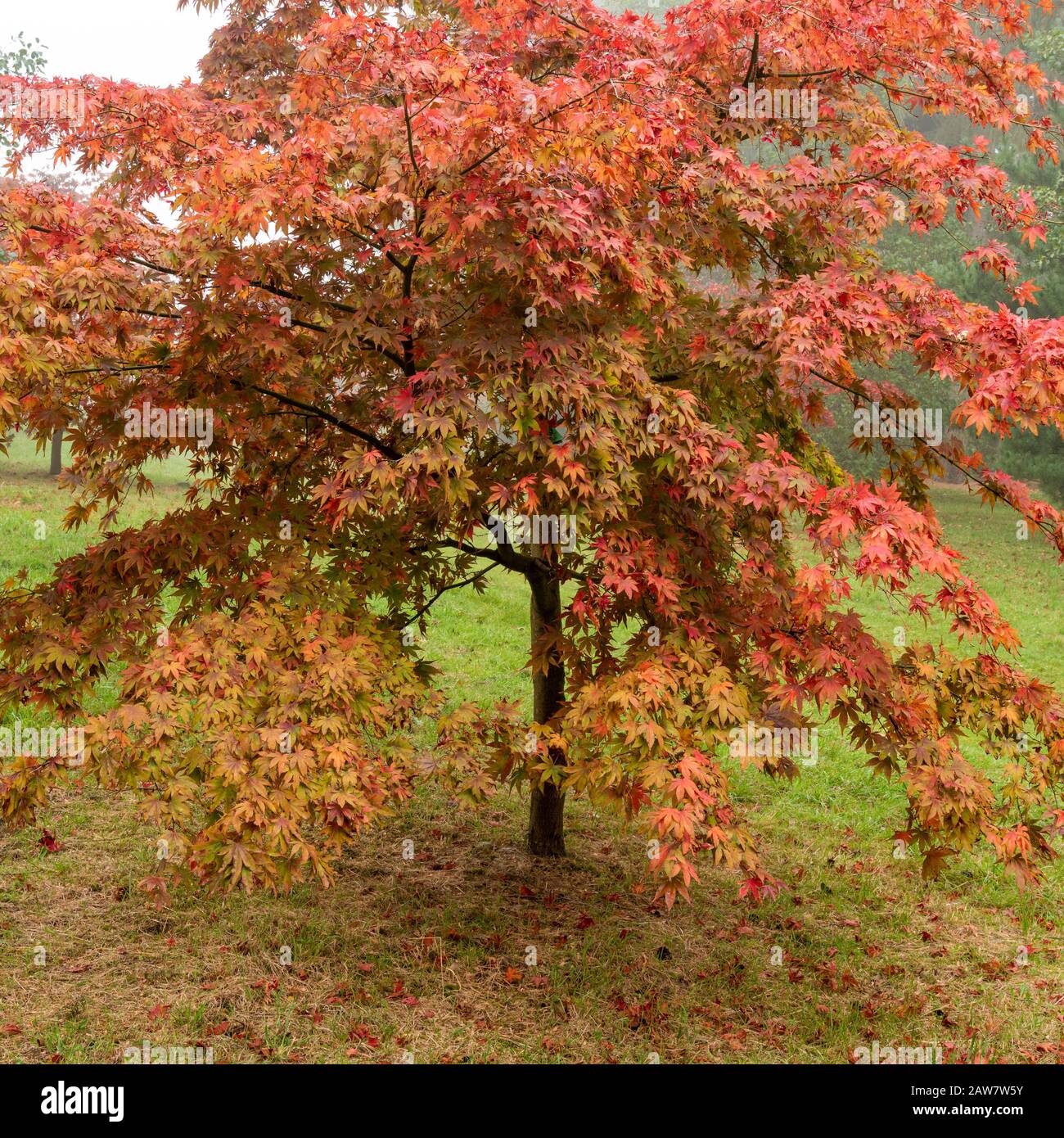 Acer trees hi-res stock photography and images - Alamy