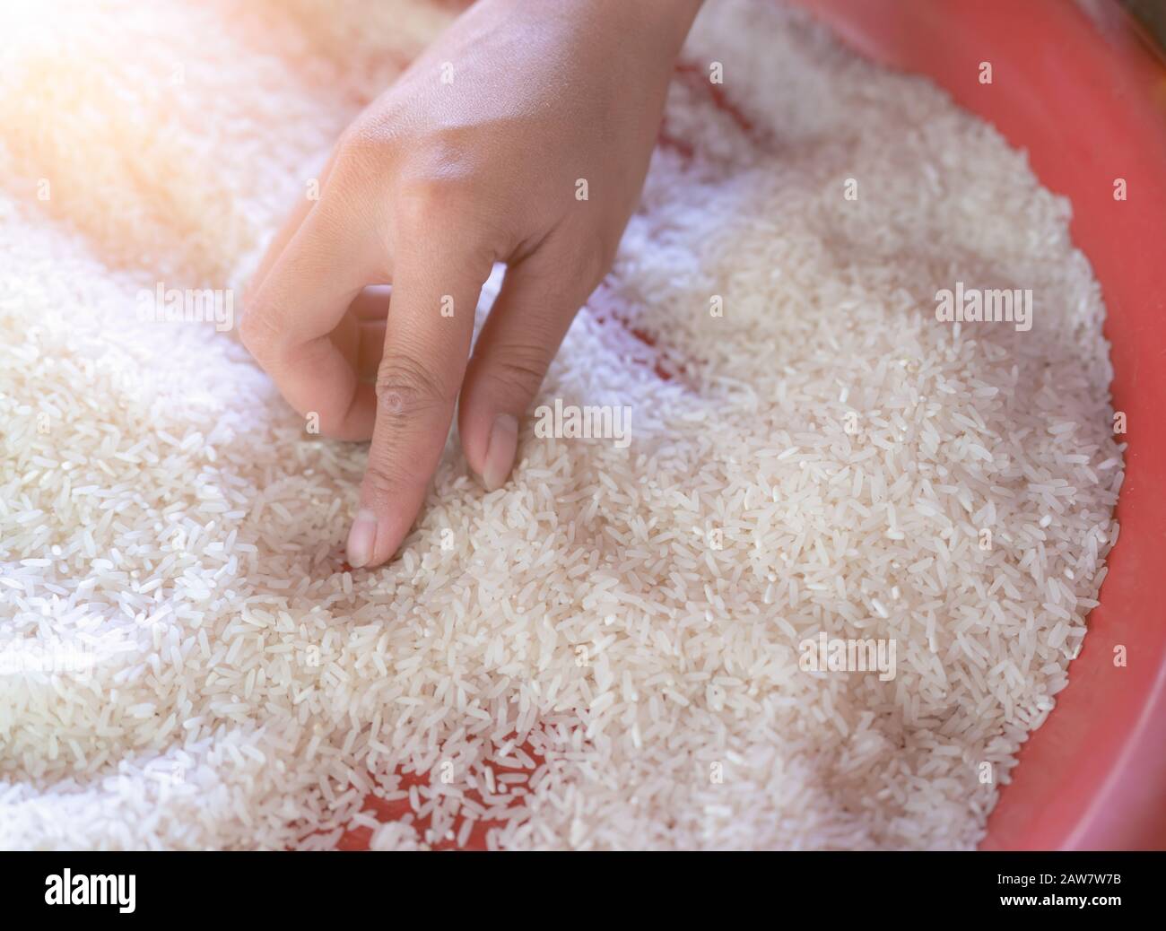Thai jasmine rice. The hands of an Asian woman are picking up foreign ...