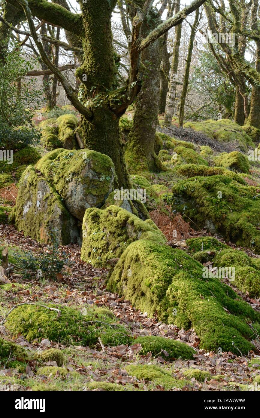 Moss and lichen covered boulders and rocky outcrops Coed Ty Canol ...