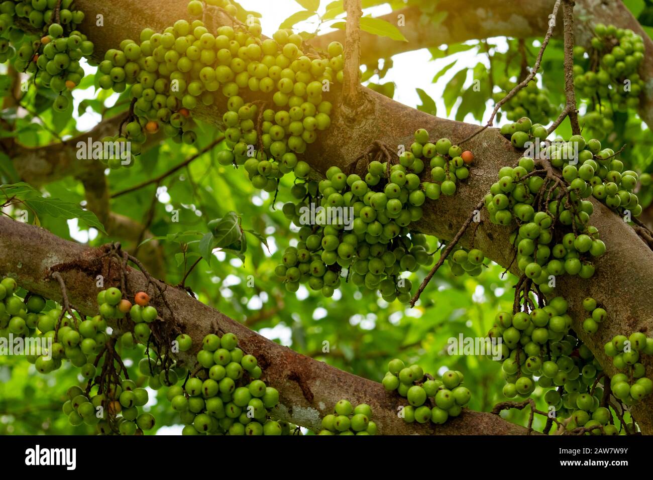 Cluster fig (Ficus racemosa) in tropical forest. Bottom view of green ...