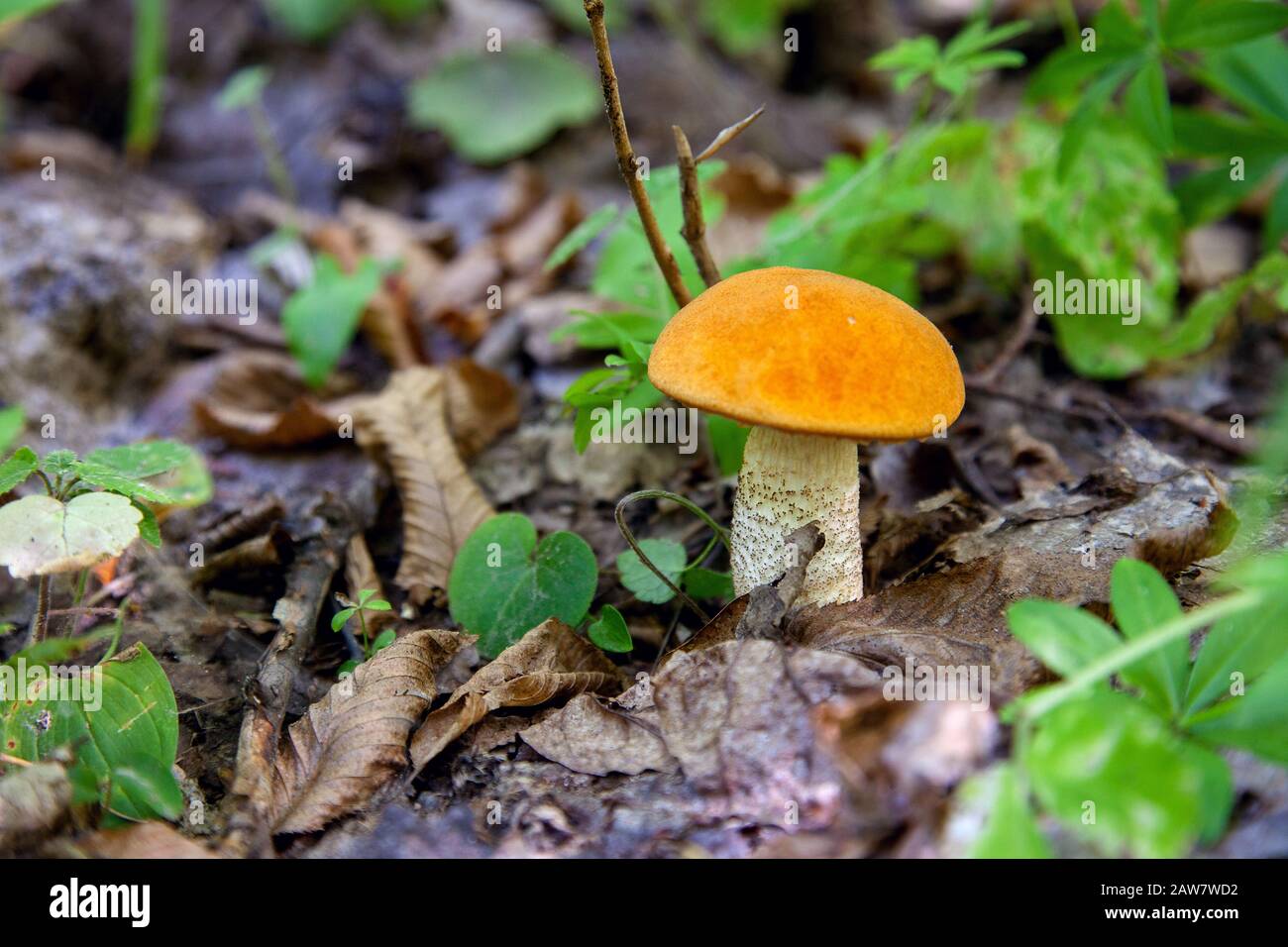 Orange cap boletus. Crop of forest edible mushrooms. A young boletus ...