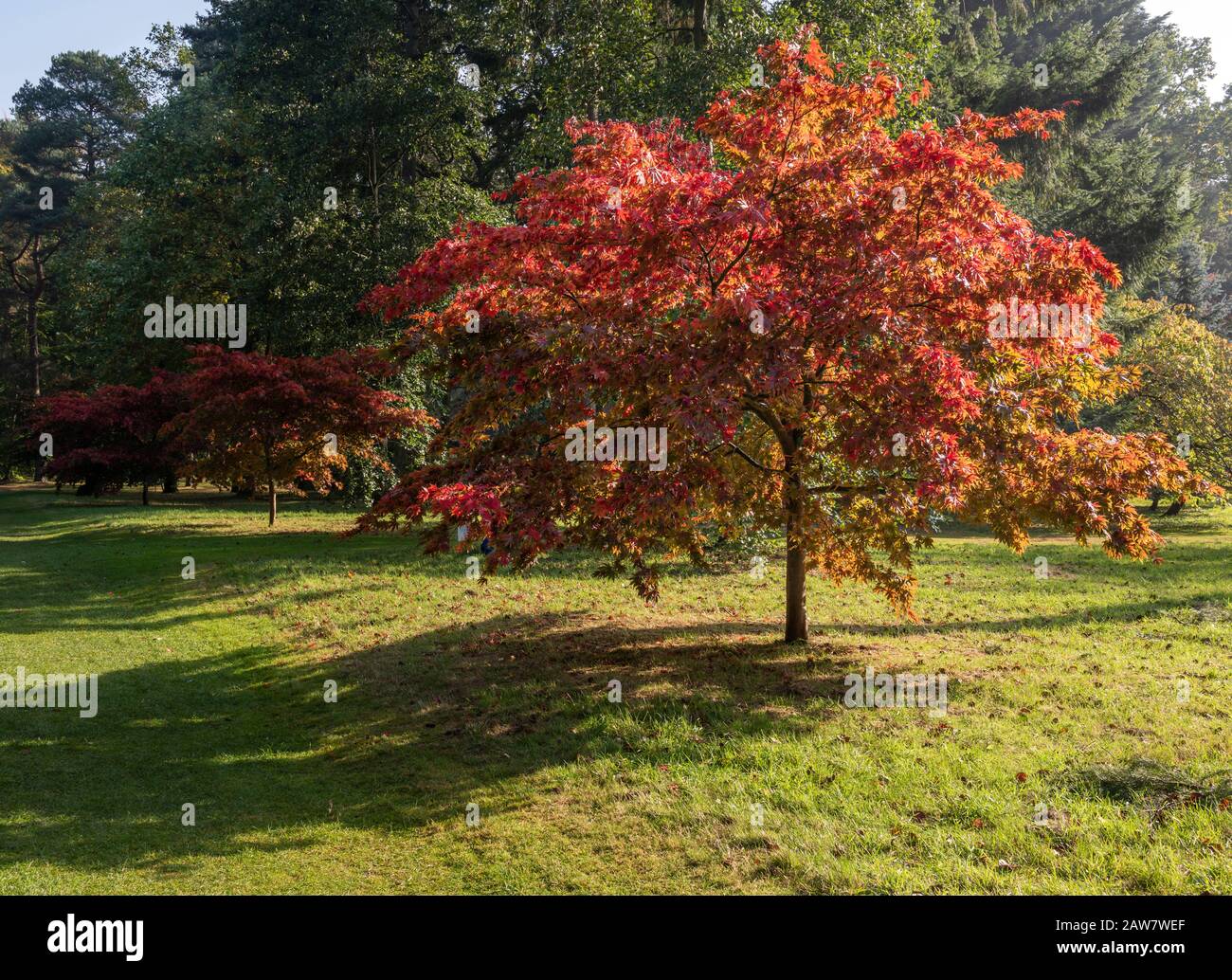 Acer trees hi-res stock photography and images - Alamy