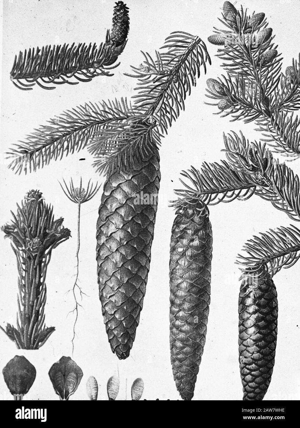 coniferous trees, forests, avenues, botanical, Picea excelsa Date ...
