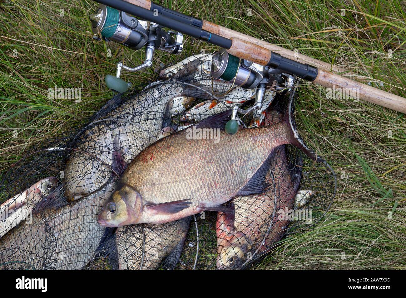 Good catch. Close up view of just taken from the water big freshwater ...