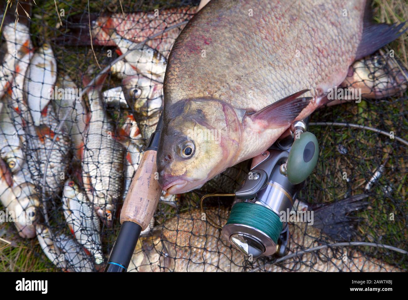Good catch. Close up view of just taken from the water big freshwater ...