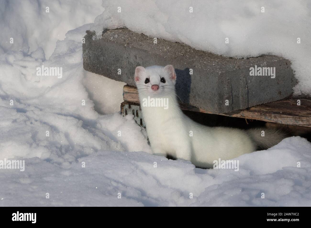 Ermine or stoat hi-res stock photography and images - Alamy