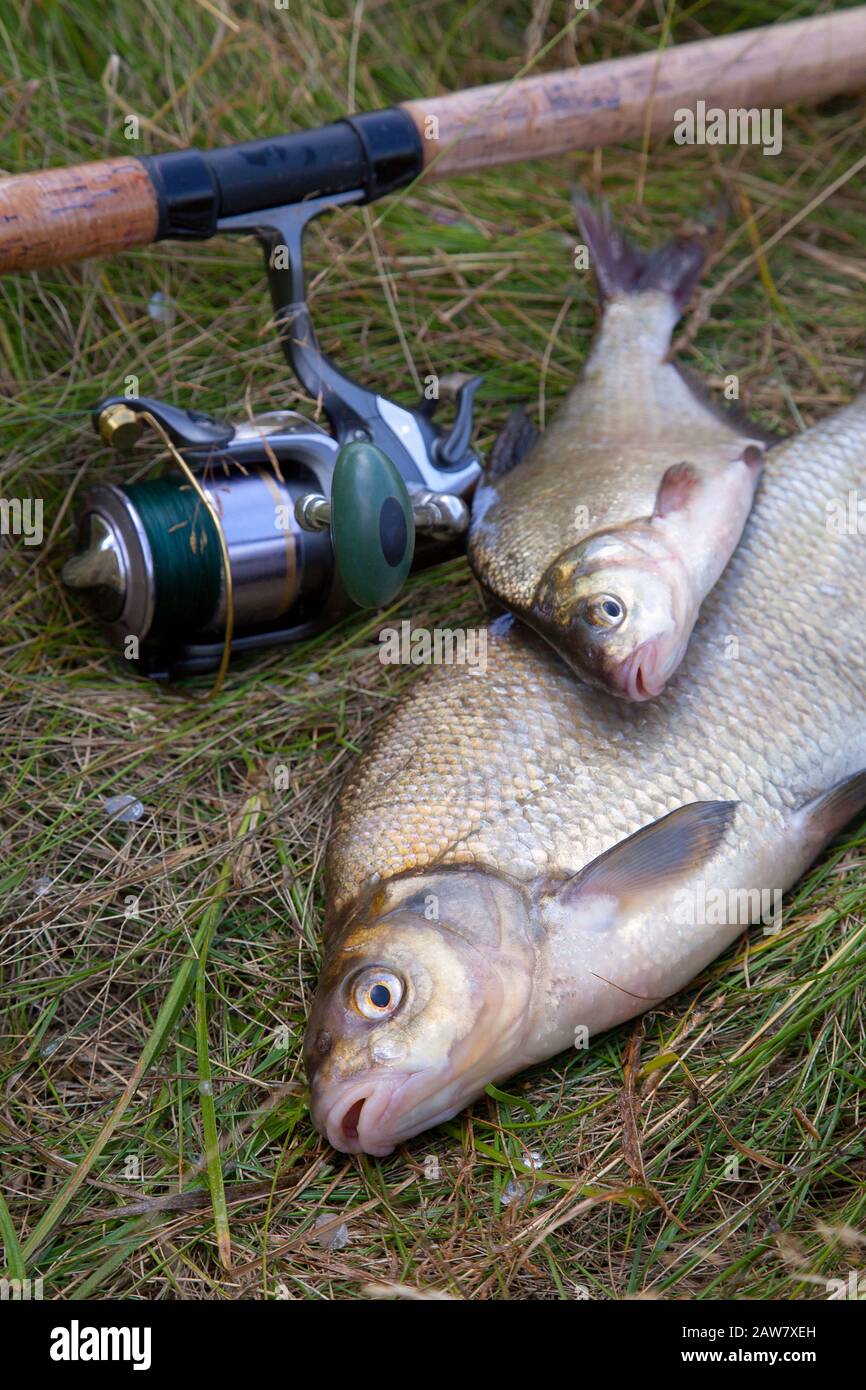 Good catch. Close up view of just taken from the water freshwater ...