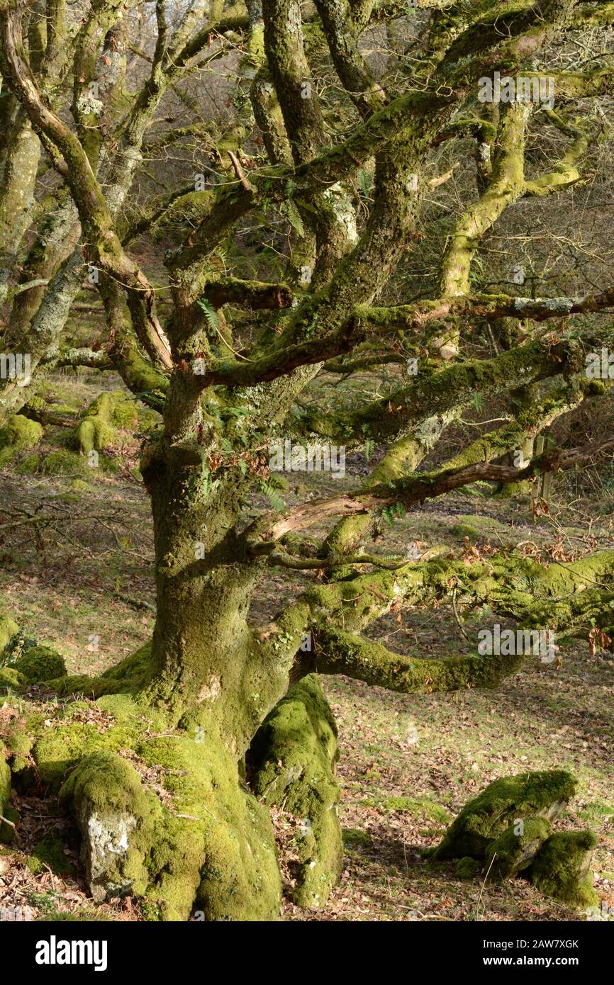 Old gnarled oak tree hi-res stock photography and images - Alamy