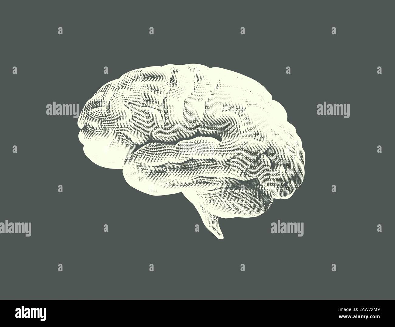 Model of the human brain vintage paper style Stock Photo - Alamy