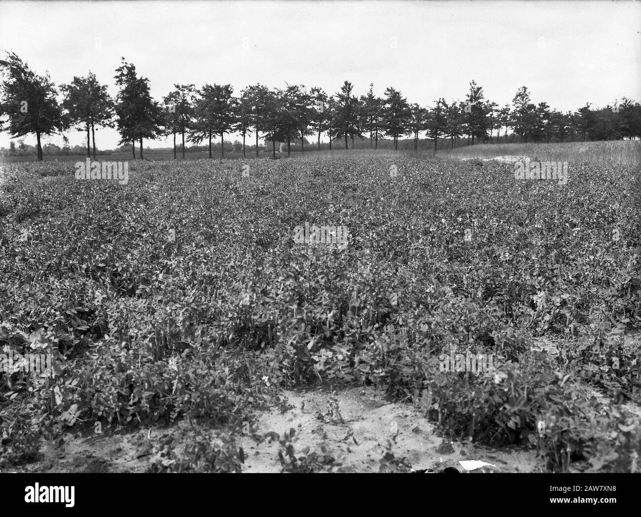mining, sowing and harvesting crops, peas Date: undated Keywords: peas ...
