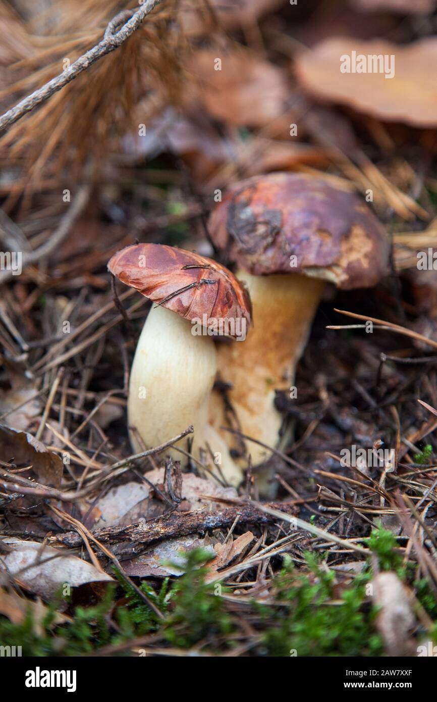 Close up view of double mushroom boletus badius known as imleria badia ...