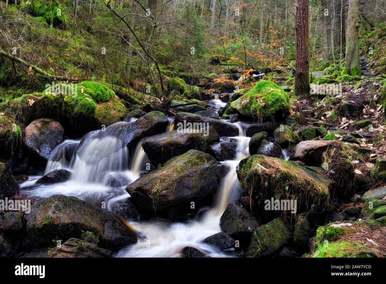 Wyming Brook Nature Reserve High Resolution Stock Photography and ...