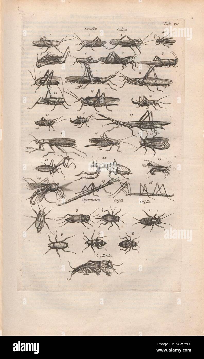 Copperplate print of grasshoppers, mantis and locus from Johannes ...