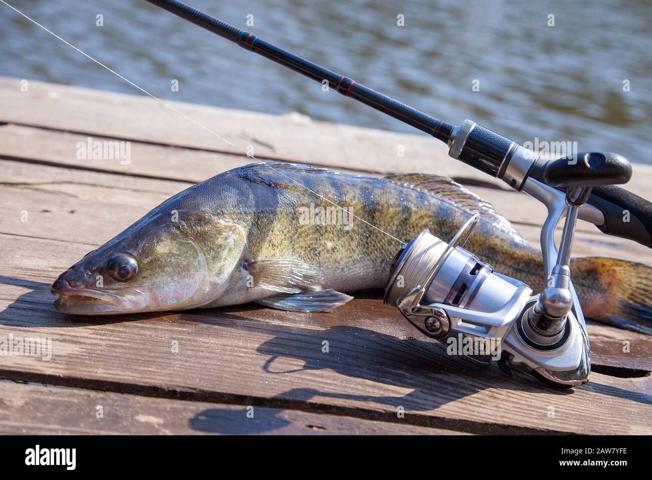 Fishing concept, trophy catch - big freshwater zander fish know as ...